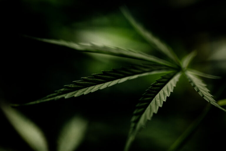 Cannabis Possession Limits in Australian States – 2025 Rules